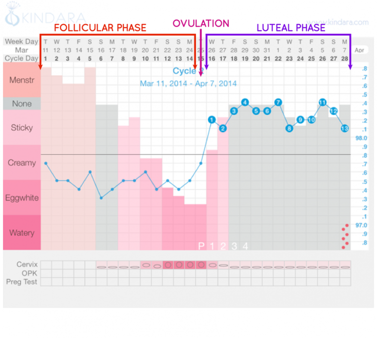 Fertility Awareness - How To - with quiet hands